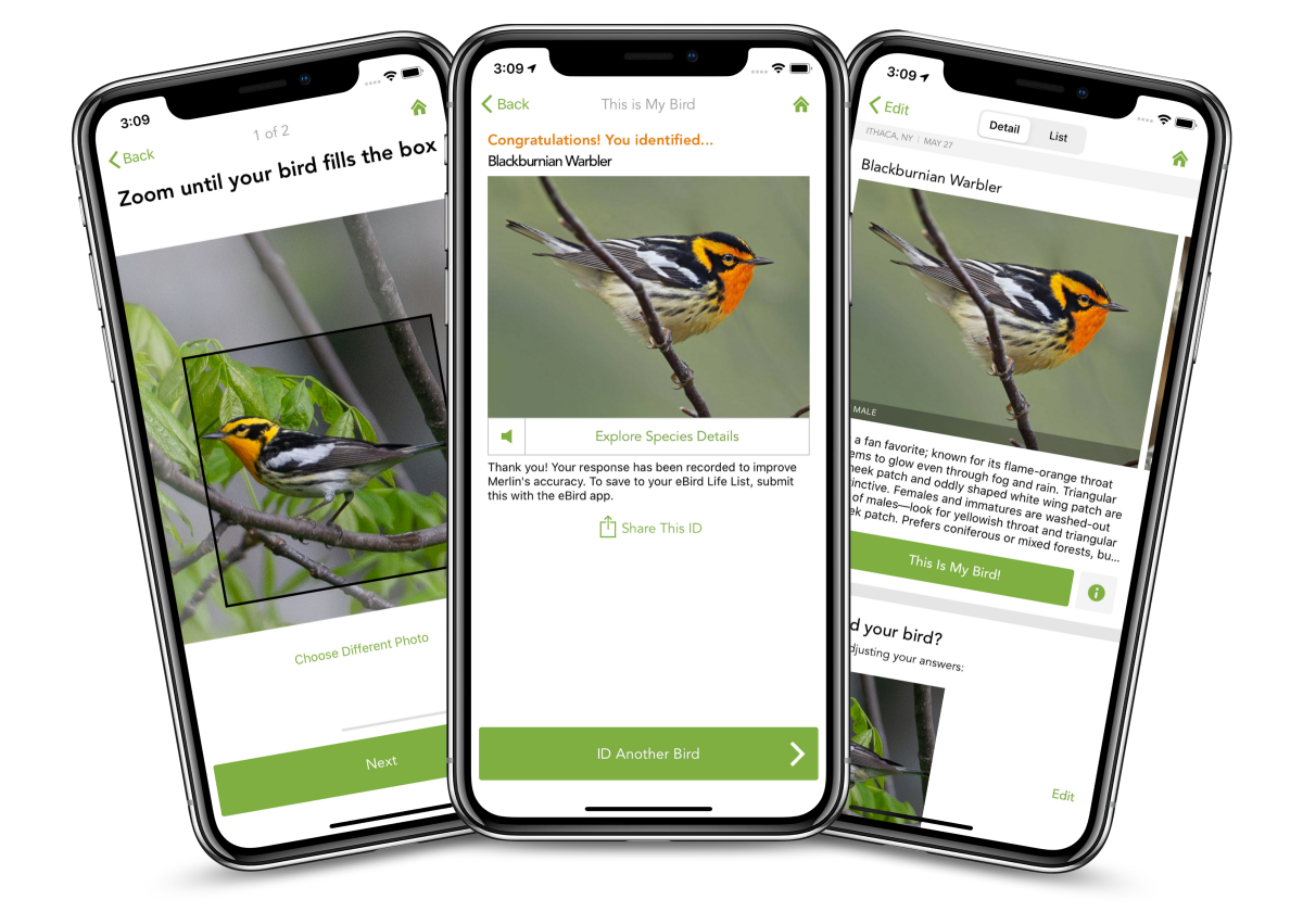 Identify Birds In Photos With Merlin Bird ID Merlin Bird ID Free