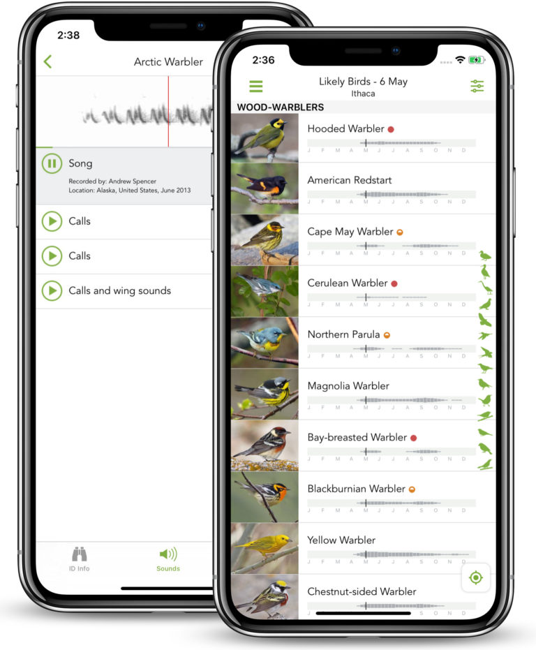 Download Merlin Bird ID for iOS and Android – Merlin Bird ID – Free ...