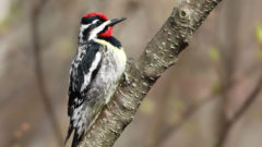 Merlin Bird ID – Free, instant bird identification help and guide for ...