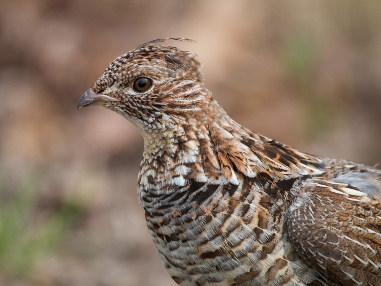 Most Wanted Photos – Merlin Bird ID – Free, instant bird identification ...