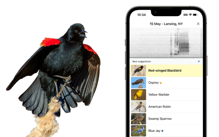 Identify Bird Songs and Calls with Sound ID – Merlin Bird ID – Free ...