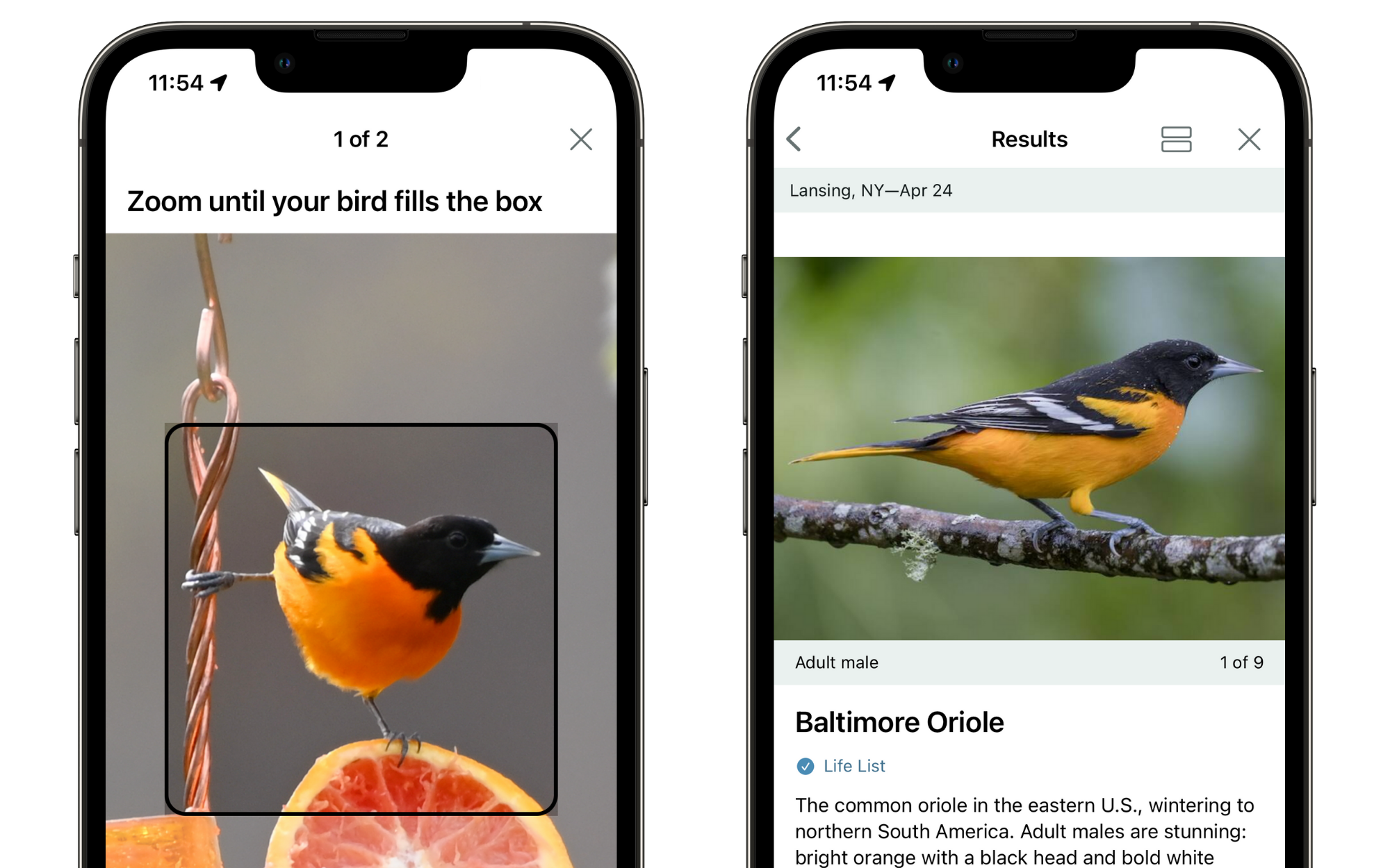 Merlin Bird ID – Free, instant bird identification help and guide for ...