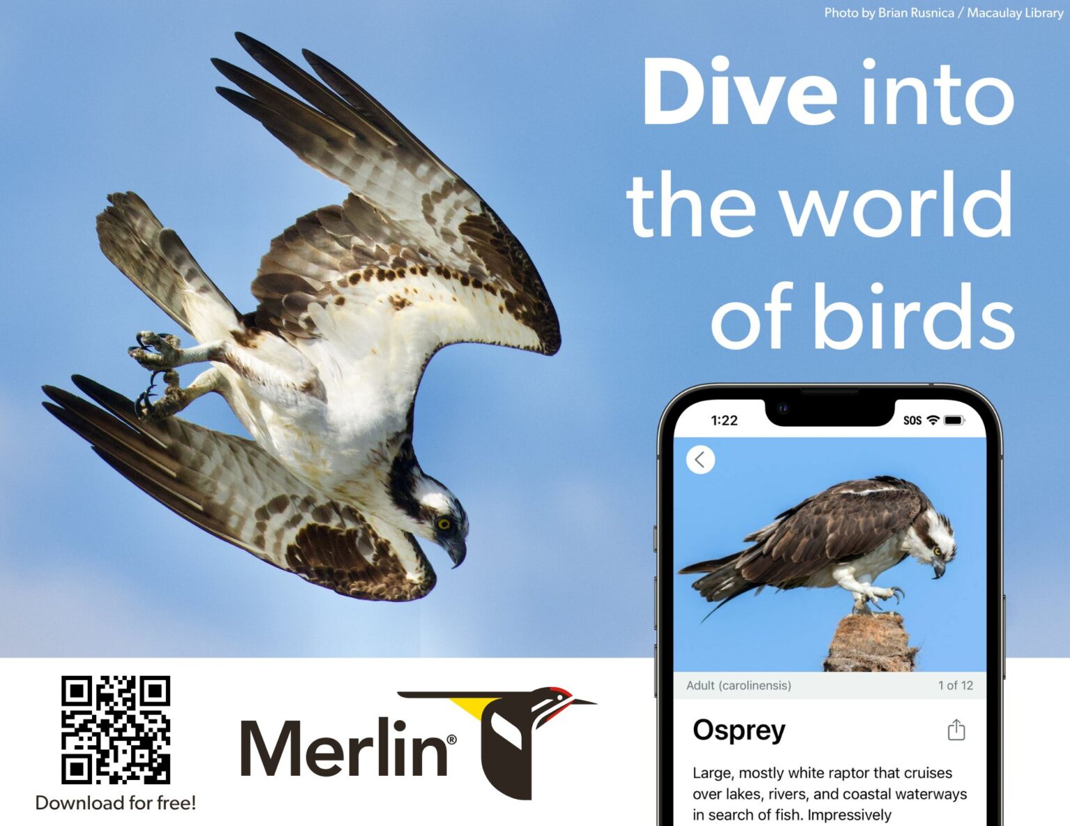 Posters and Resources – Merlin Bird ID – Free, instant bird ...