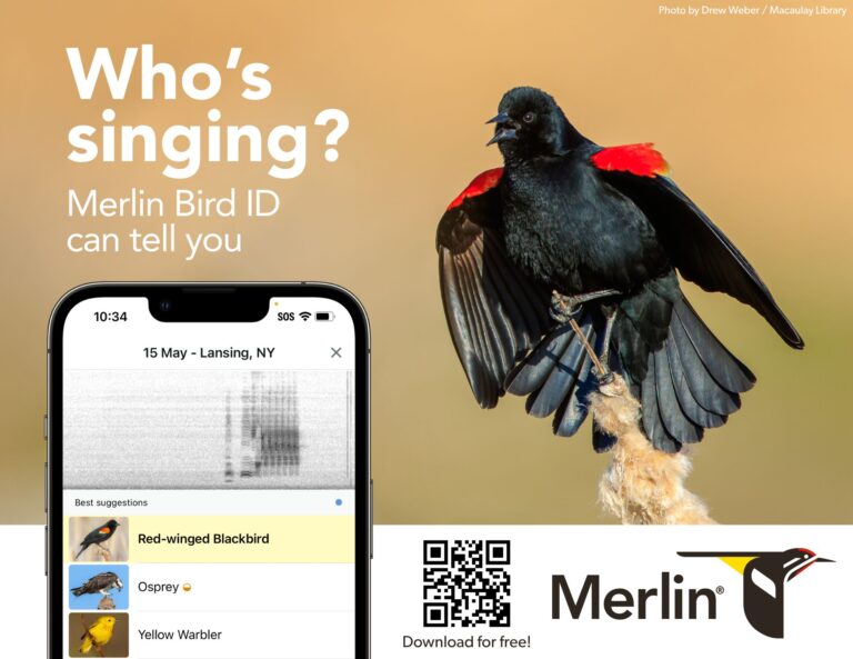 Posters and Resources – Merlin Bird ID – Free, instant bird ...