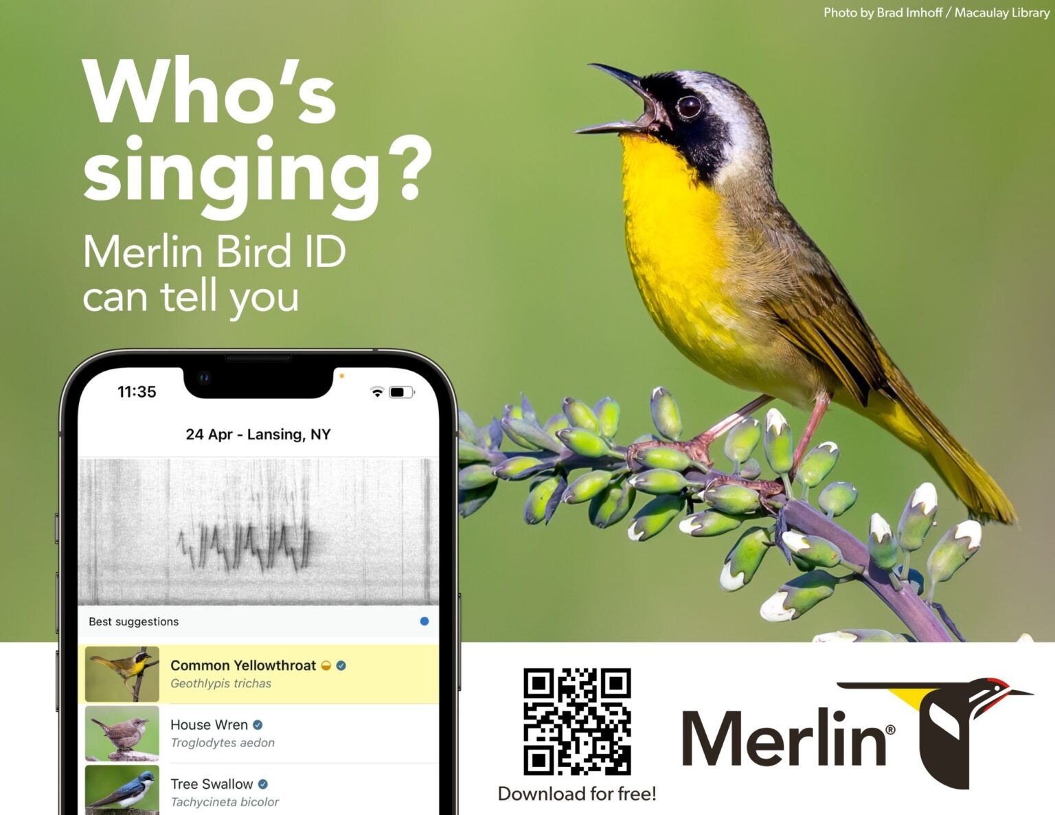 Posters and Resources – Merlin Bird ID – Free, instant bird ...